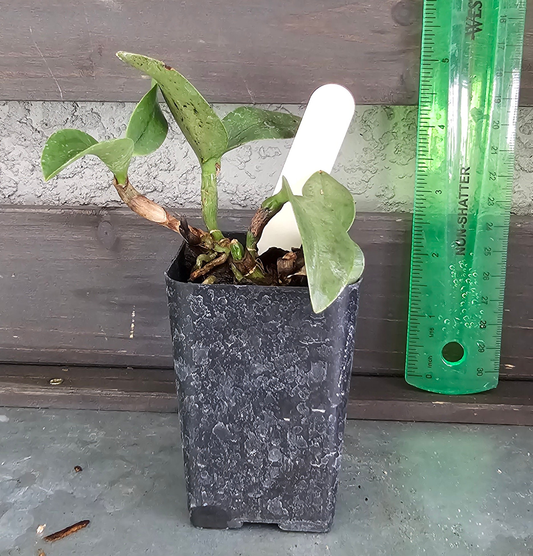 Cattleya Mini Fantasy - Etsy