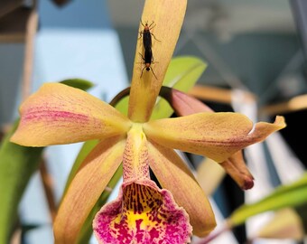 Blc. Copper Queen, Bl. Richard Mueller X Toshia Aok - Etsy