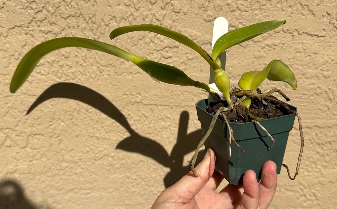 Cattleya Triumphans X Laelia Tenebrosa - Etsy