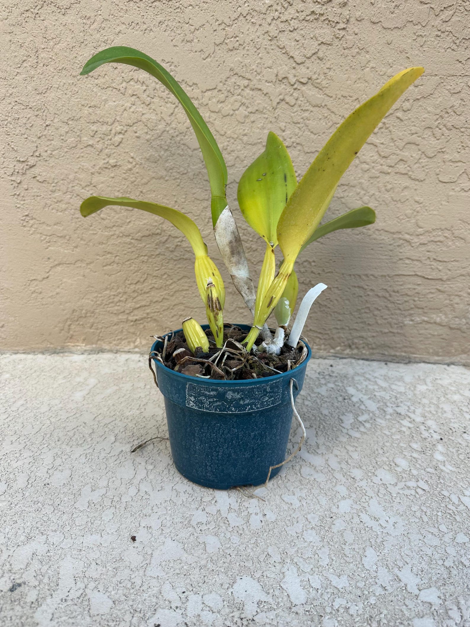 Rlc Nadia Song - Etsy