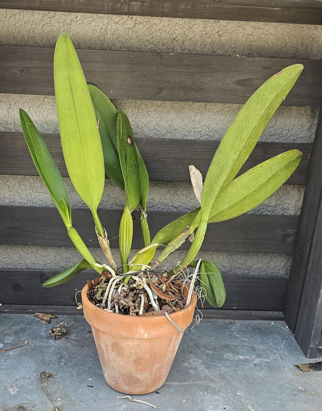 Cattleya Volcano Splash 'volcano Queen' - Etsy