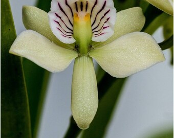 Very Rare Orchid Species Encyclia Radiata Species Live Plant - Etsy