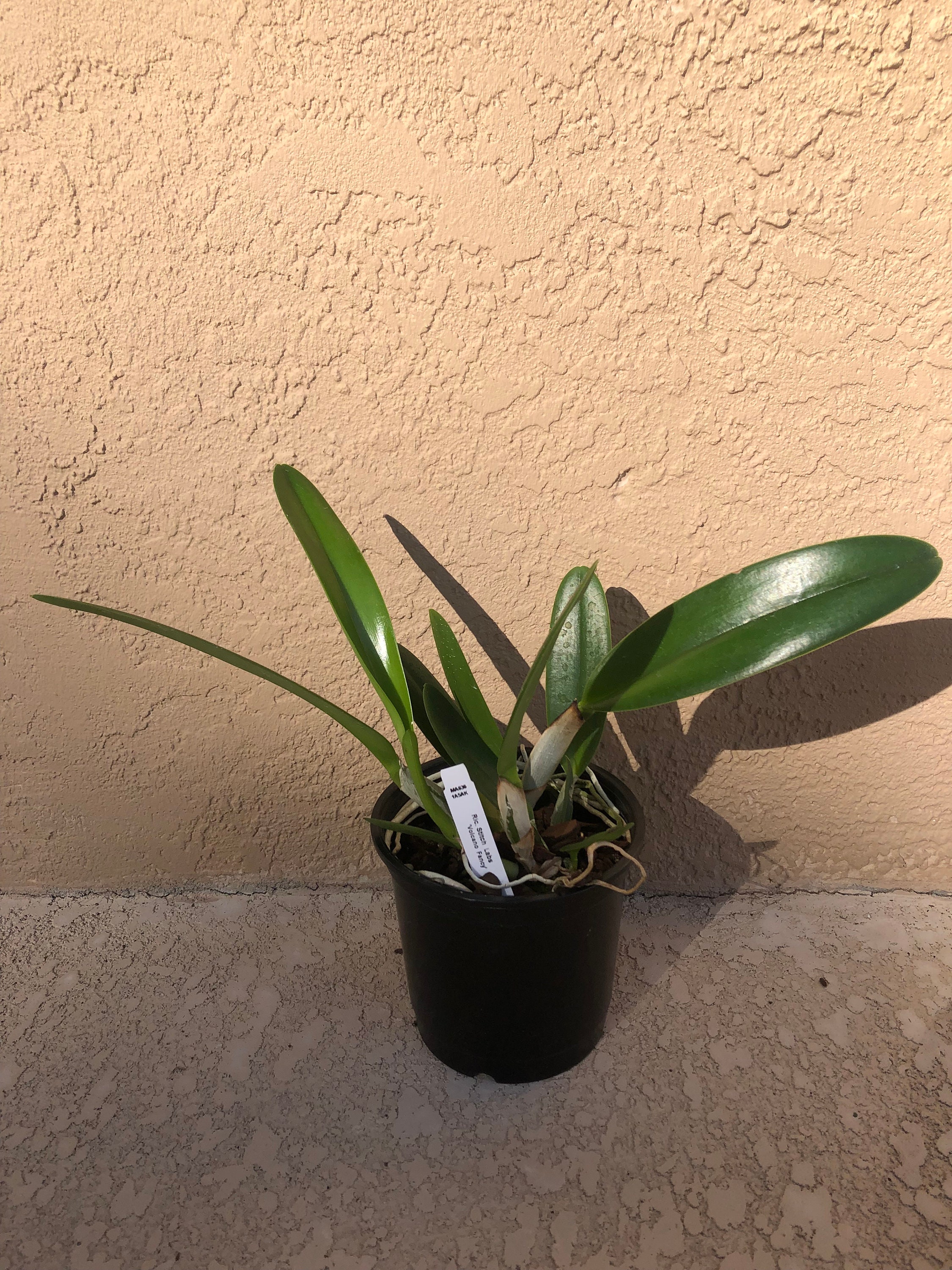 Rlc Stitch Labs "volcano Fancy" - Etsy