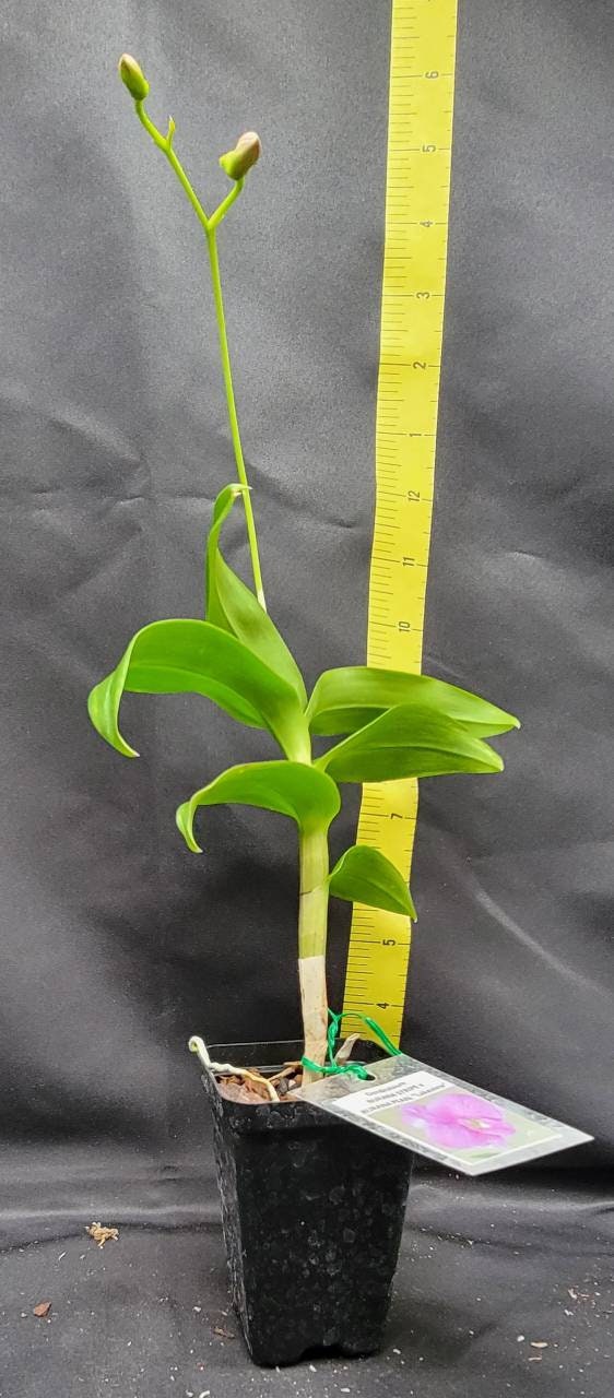 Dendrobium Burana Stripe X Burana Pearl lakeview - Etsy