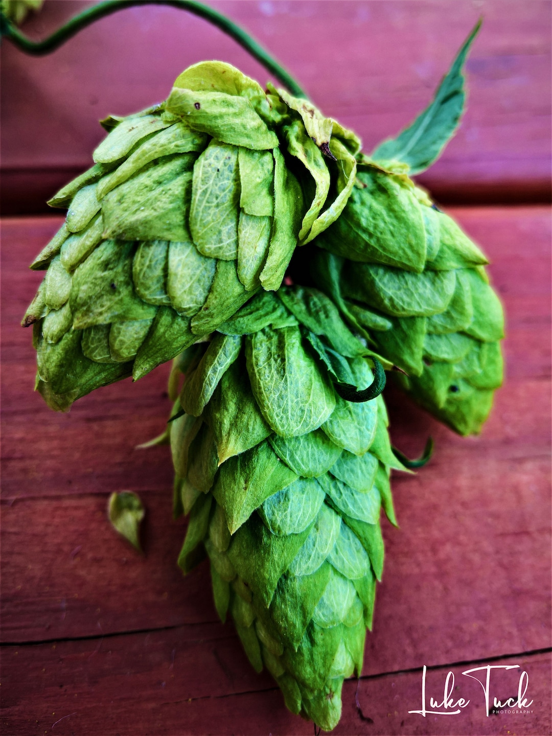 Hops Print Download - Etsy