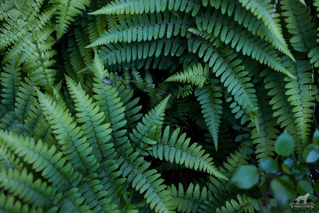 Dramatic Artistic Photo of Deep Green Ferns, Cottage Wall Art, Nature ...