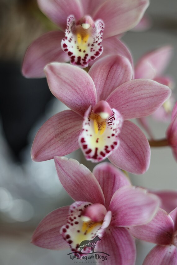 Art Photo of Pink Orchids Pretty Pink Orchids Instant | Etsy