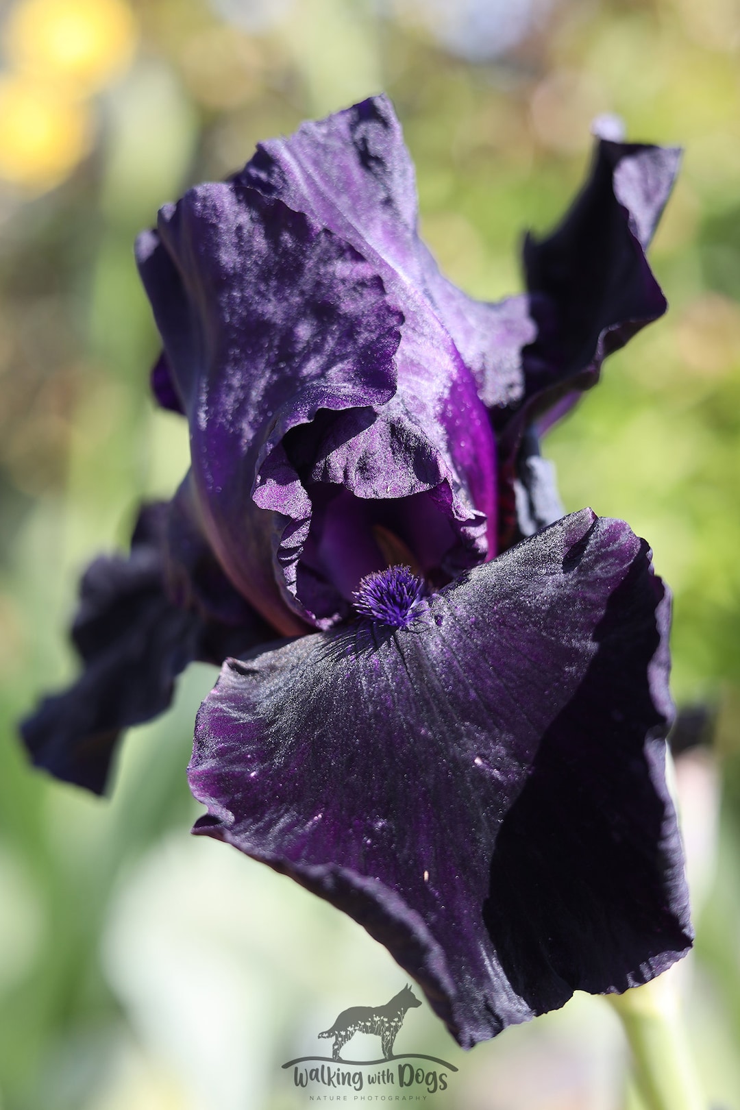 Purple Bearded Iris Photo, Digital Download, Bearded Iris, Purple ...