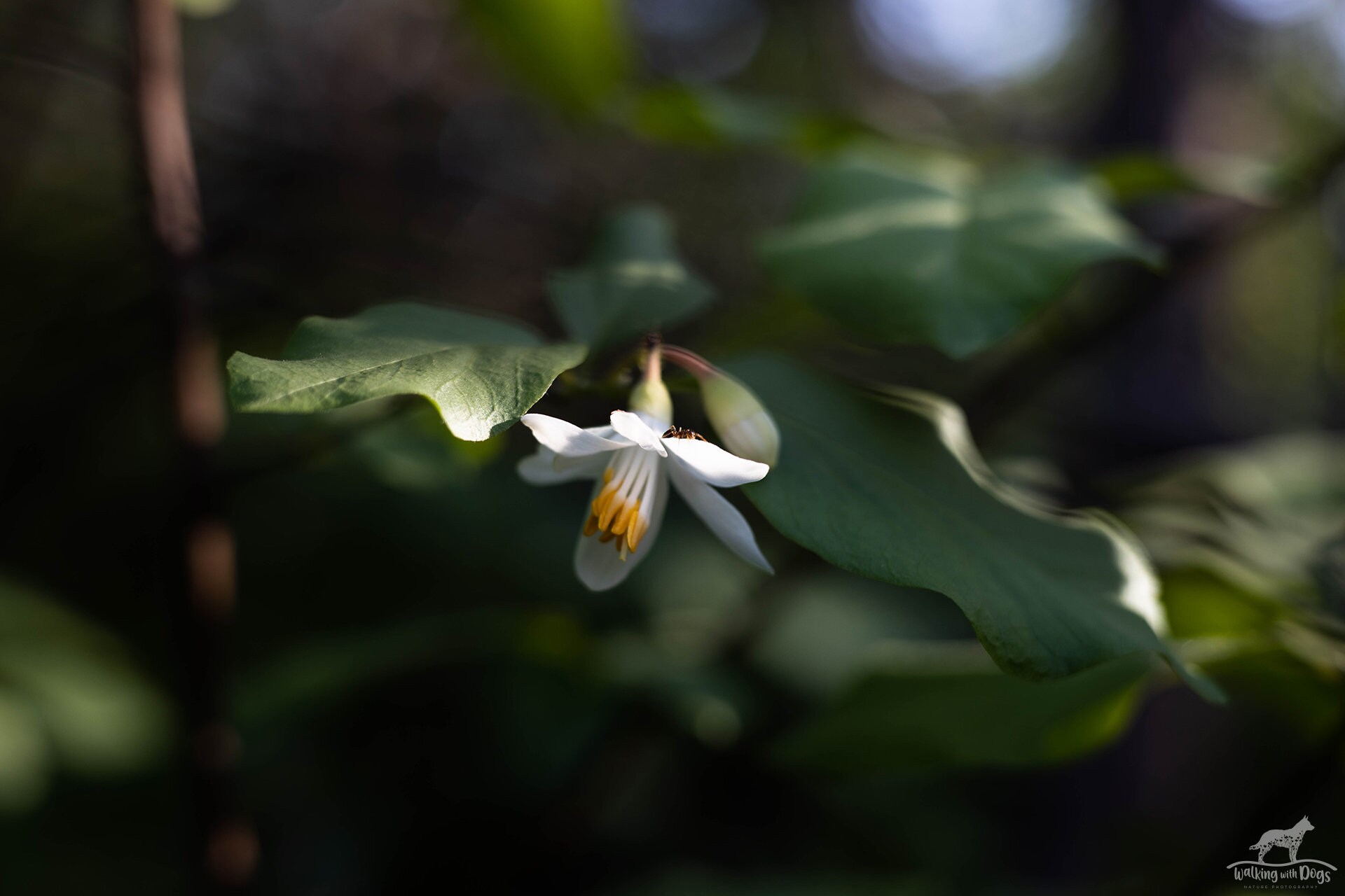 Dramatic Photo of a California Snowbell Flower, Digitial Download, Wall ...