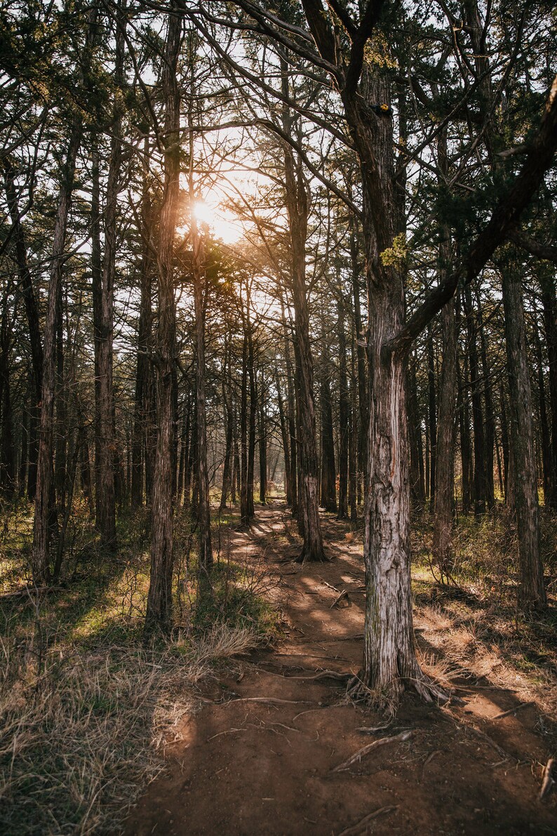 Digital Download of Parallel Forest - Etsy