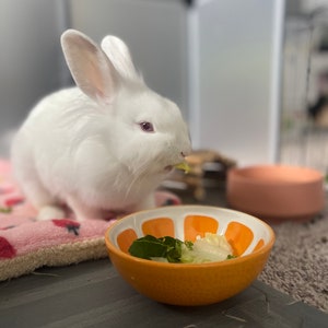 Cute Mini Ceramic Pet Bowls Fruit Design Round Bowls 12 Cm Diameter ...