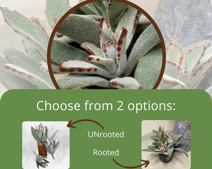Chocolate Soldier Aka Panda Plant Cuttings (rooted and Unrooted Options ...
