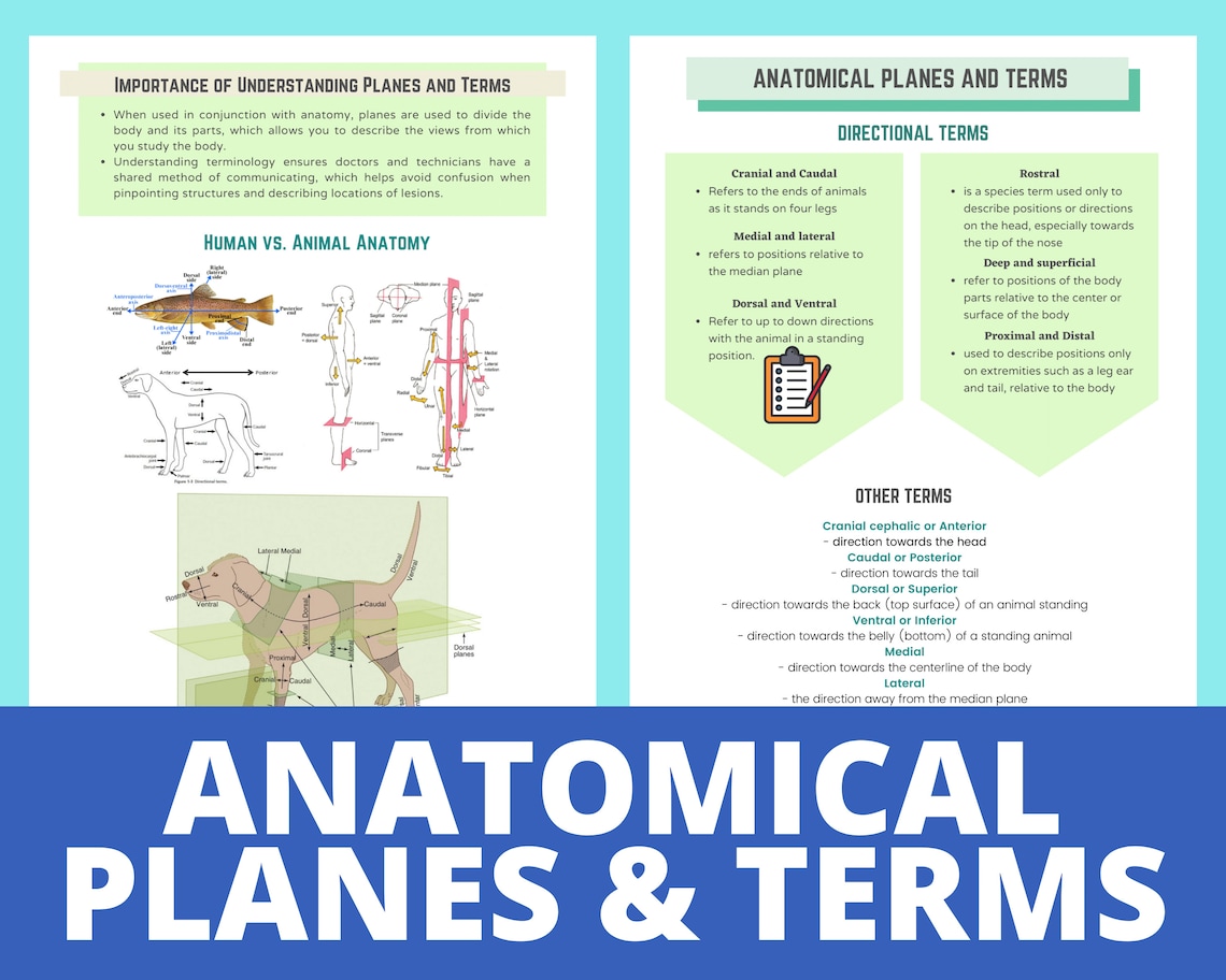 Vet Anatomical Planes & Terms Vet Anatomy Clinical - Etsy Canada
