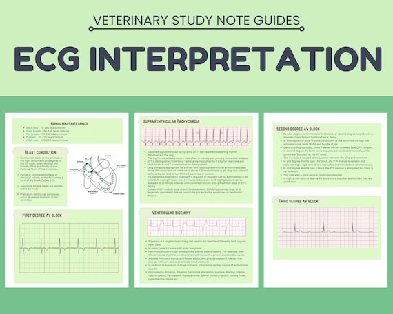 ECG Interpretation Vet Pathology Study Guide PDF Printable | Etsy
