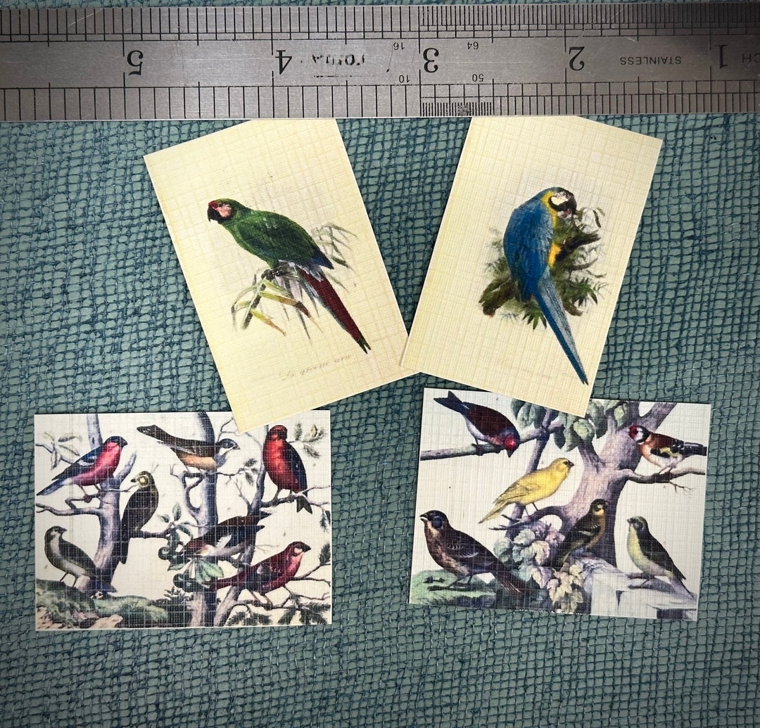 Multi-scale 1:12 Bird Diagrams and Charts Dollhouse Miniatures ...