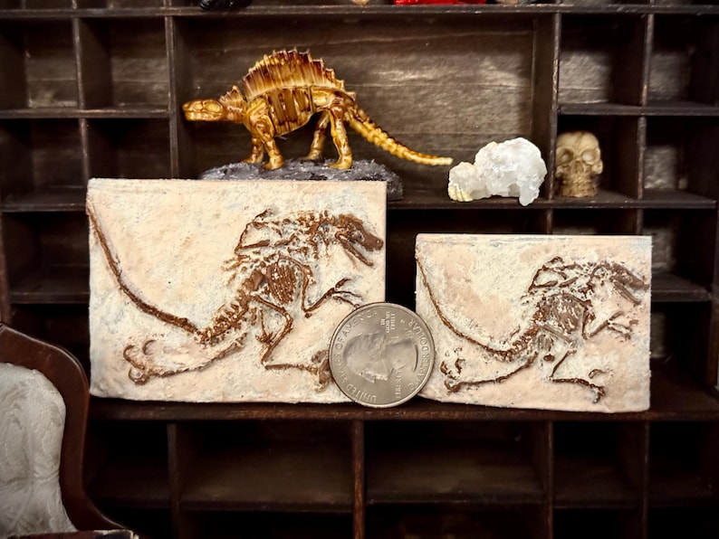 1:12 Multi-scale Prehistoric Fossil Specimen Dollhouse Miniature ...