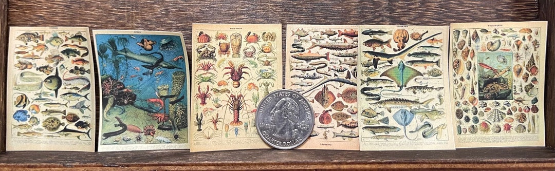 Miniature Multi-scale Sea Life Diagrams and Charts- Dollhouse Display ...