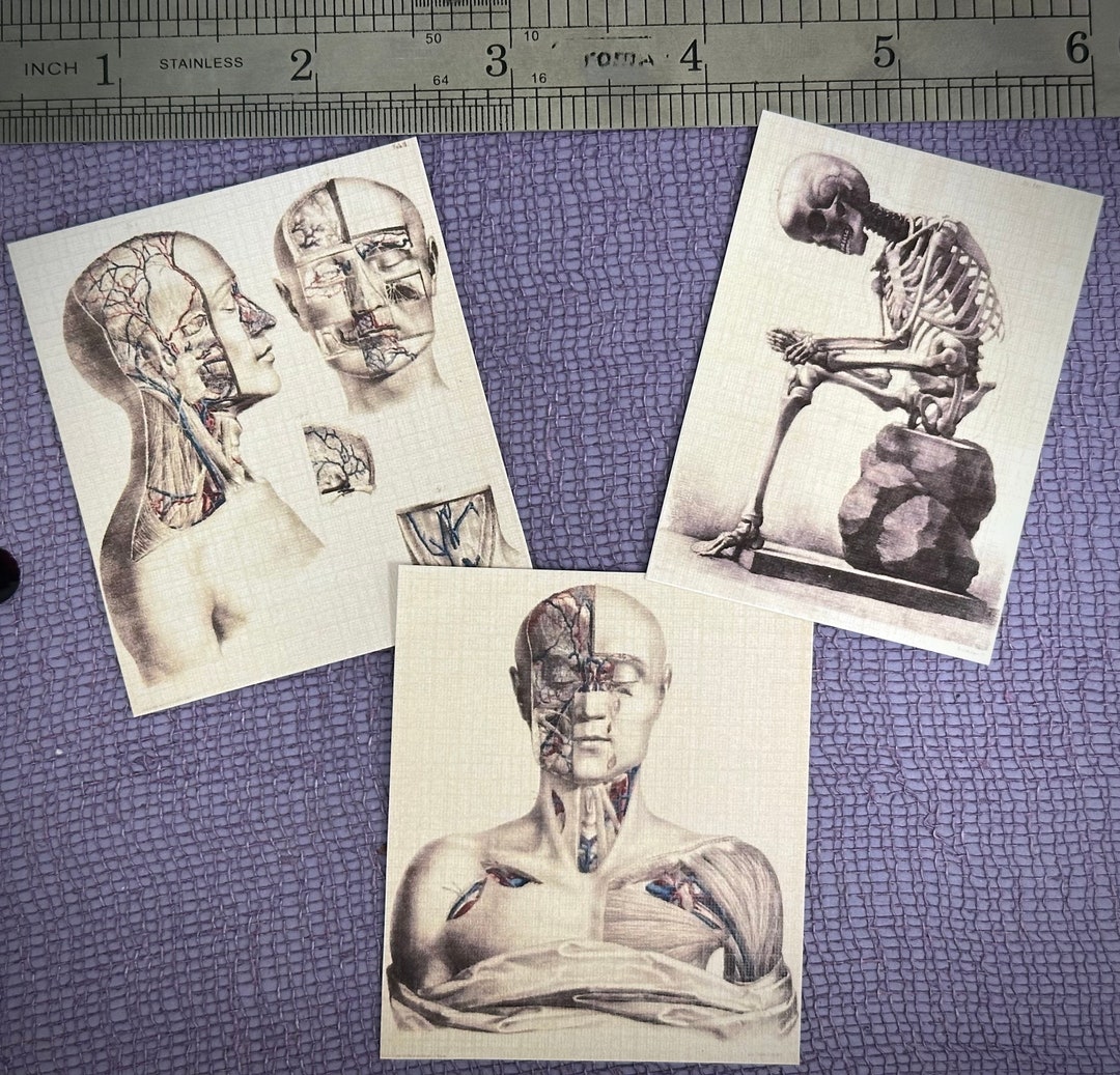 Multi-scale 1:12 Anatomical/medical Charts and Diagrams Dollhouse ...