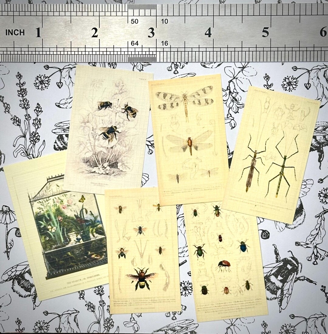 Multi-scale or 1:12 Insect, Bee, and Terrarium Diagrams and Charts ...