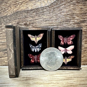 1:12 Butterflies and Moths in a Shadow Box- Dollhouse Miniature ...