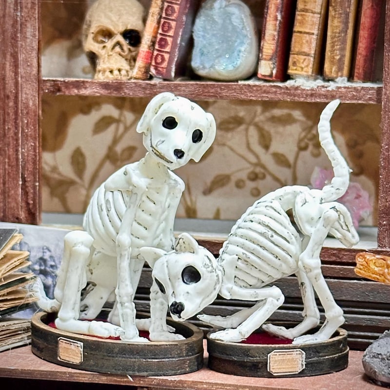 Cat Skeleton for Display - Etsy