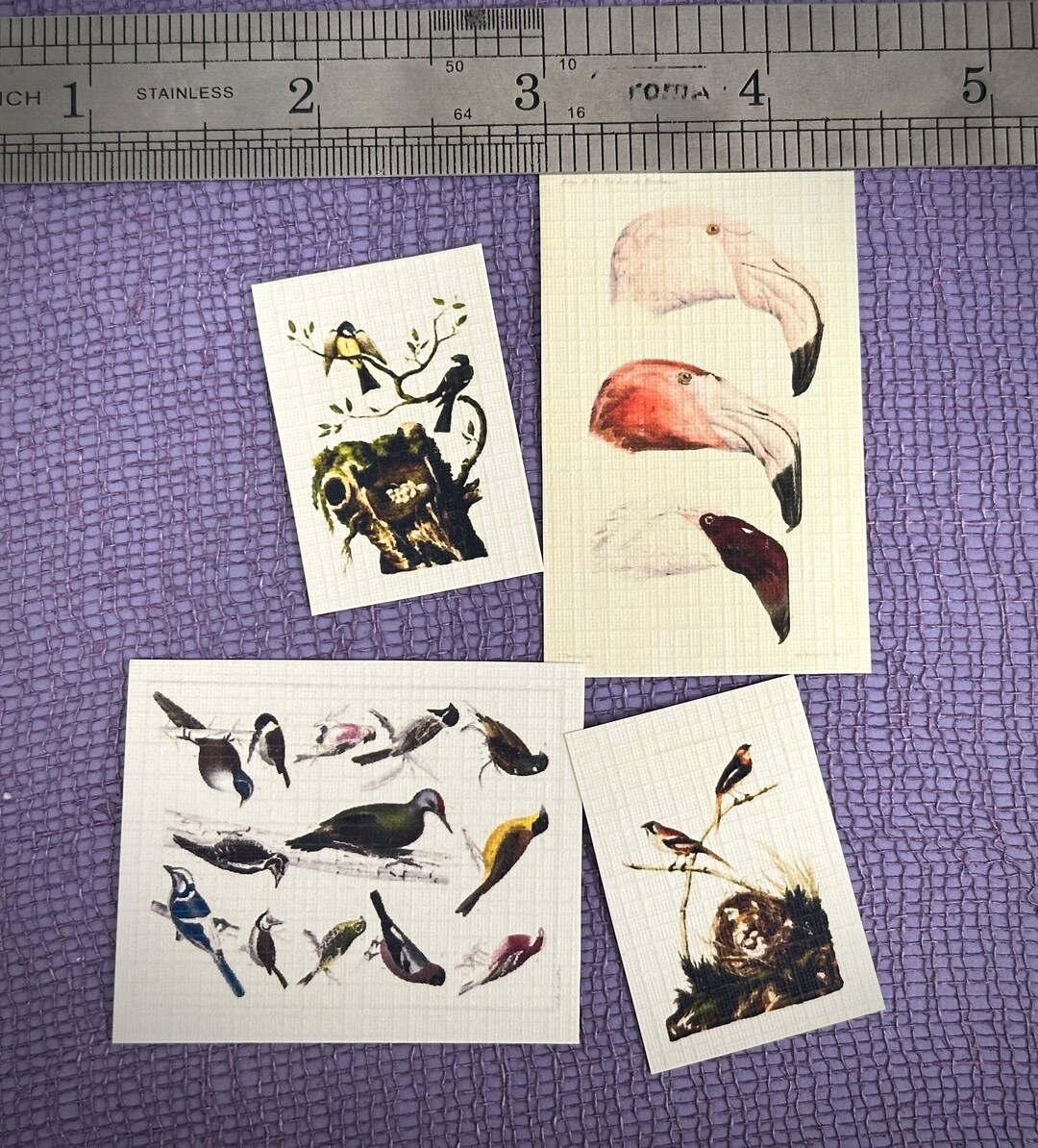 Multi-scale 1:12 Bird Diagrams and Charts Dollhouse Miniatures ...