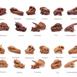 Multi-scale or 1:12 Dinosaur Skull Specimen Dollhouse Miniatures ...