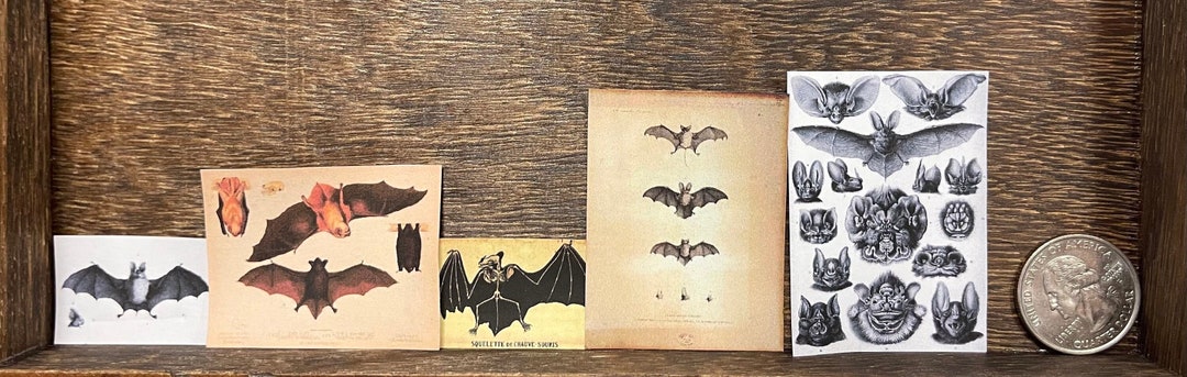 Miniature Multi-scale Bat Diagrams and Charts- Dollhouse Curiosity ...