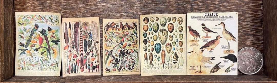 Miniature Multi-scale Bird Diagrams and Charts- Dollhouse Curiosity ...