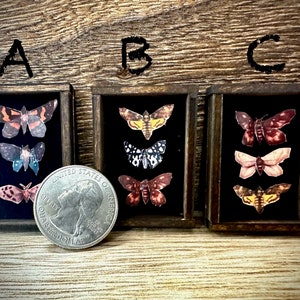 1:12 Butterflies and Moths in a Shadow Box- Dollhouse Miniature ...