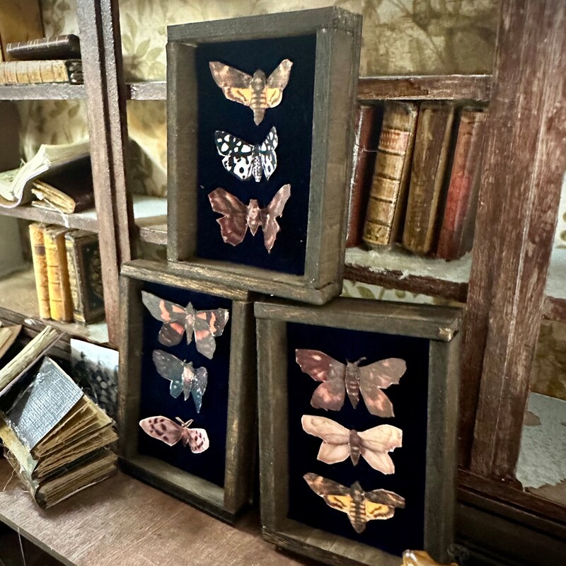 Butterfly Display - Etsy