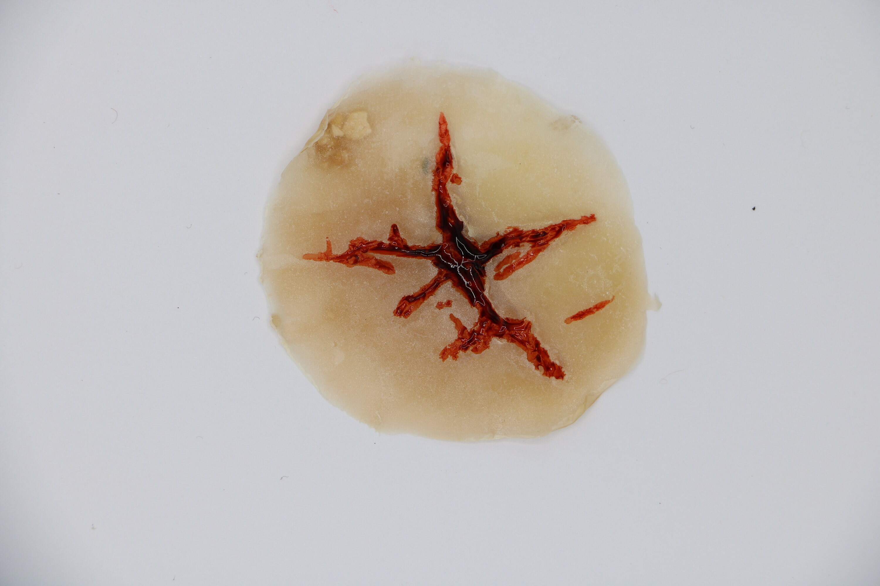 Latex Close Range Gunshot Wound, Exit, Prosthetic Appliance. Halloween ...