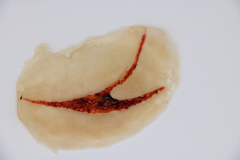 Latex Skin Flap Wound. Prosthetic Appliance. Skin Flap. Halloween. Film ...