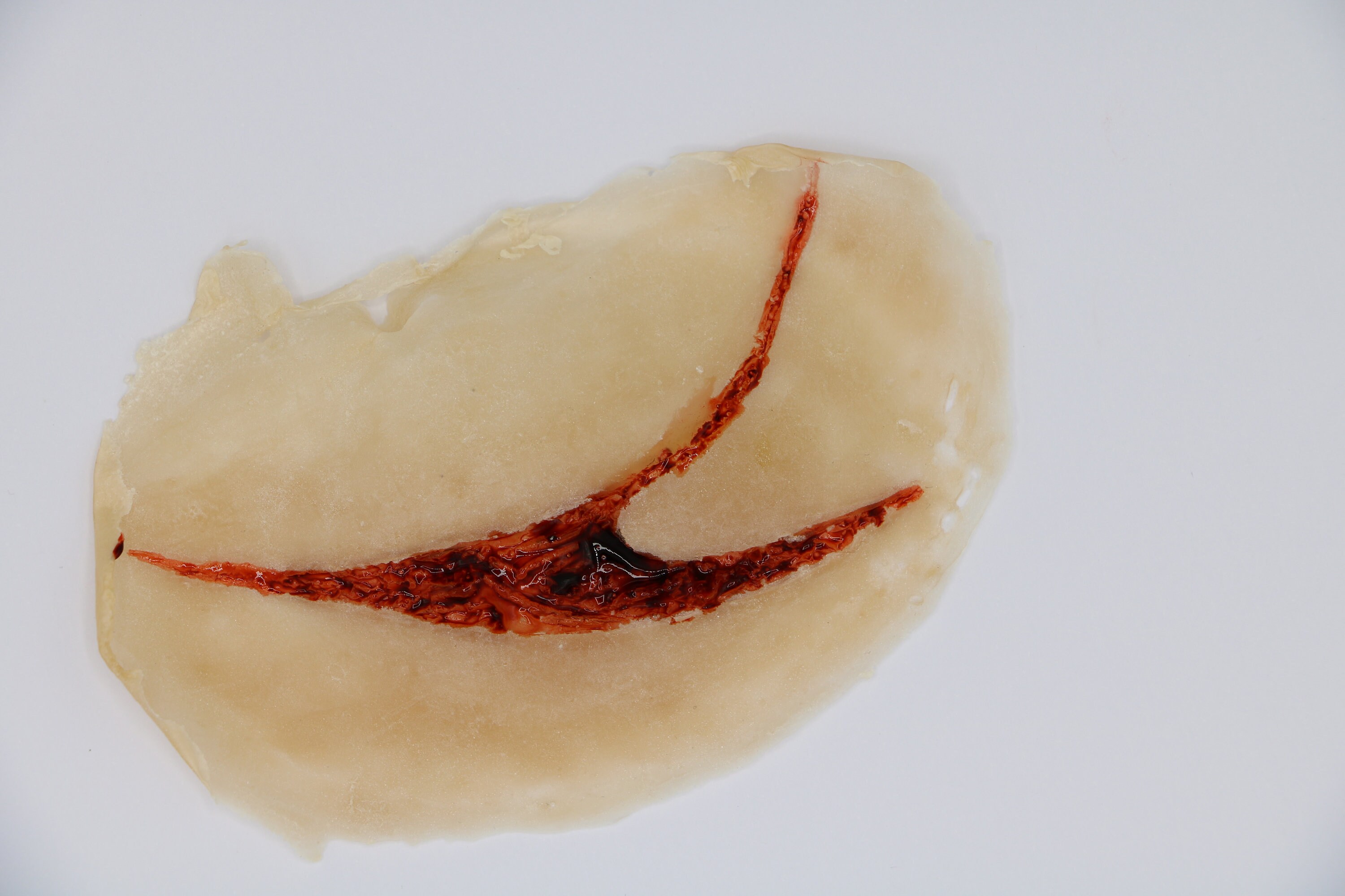 Latex Skin Flap Wound. Prosthetic Appliance. Skin Flap. Halloween. Film ...