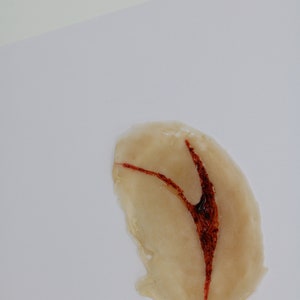 Latex Skin Flap Wound. Prosthetic Appliance. Skin Flap. Halloween. Film ...