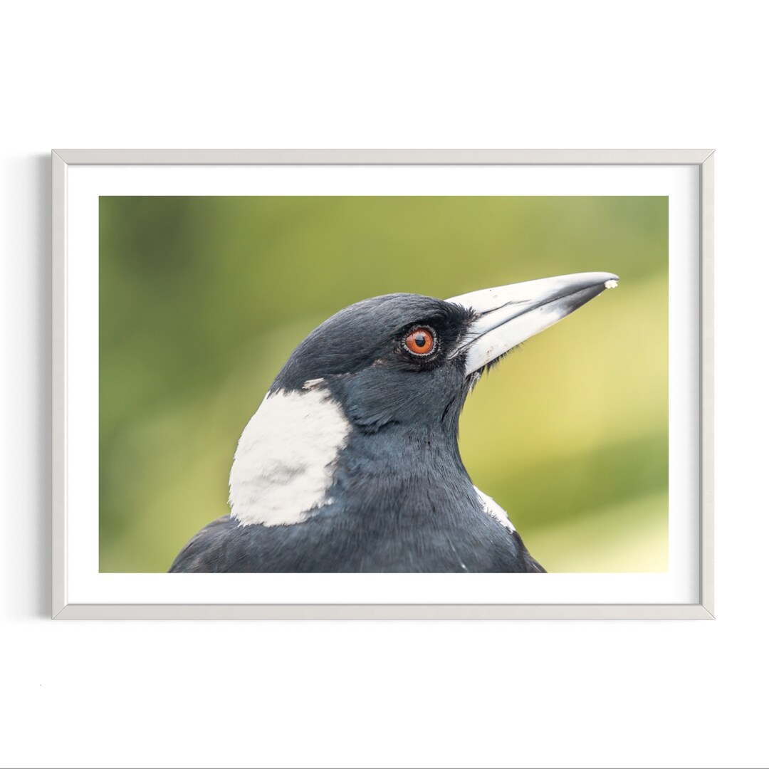 Australia | Wildlife | Sydney | Magpie | Colours | Art Print | Original ...