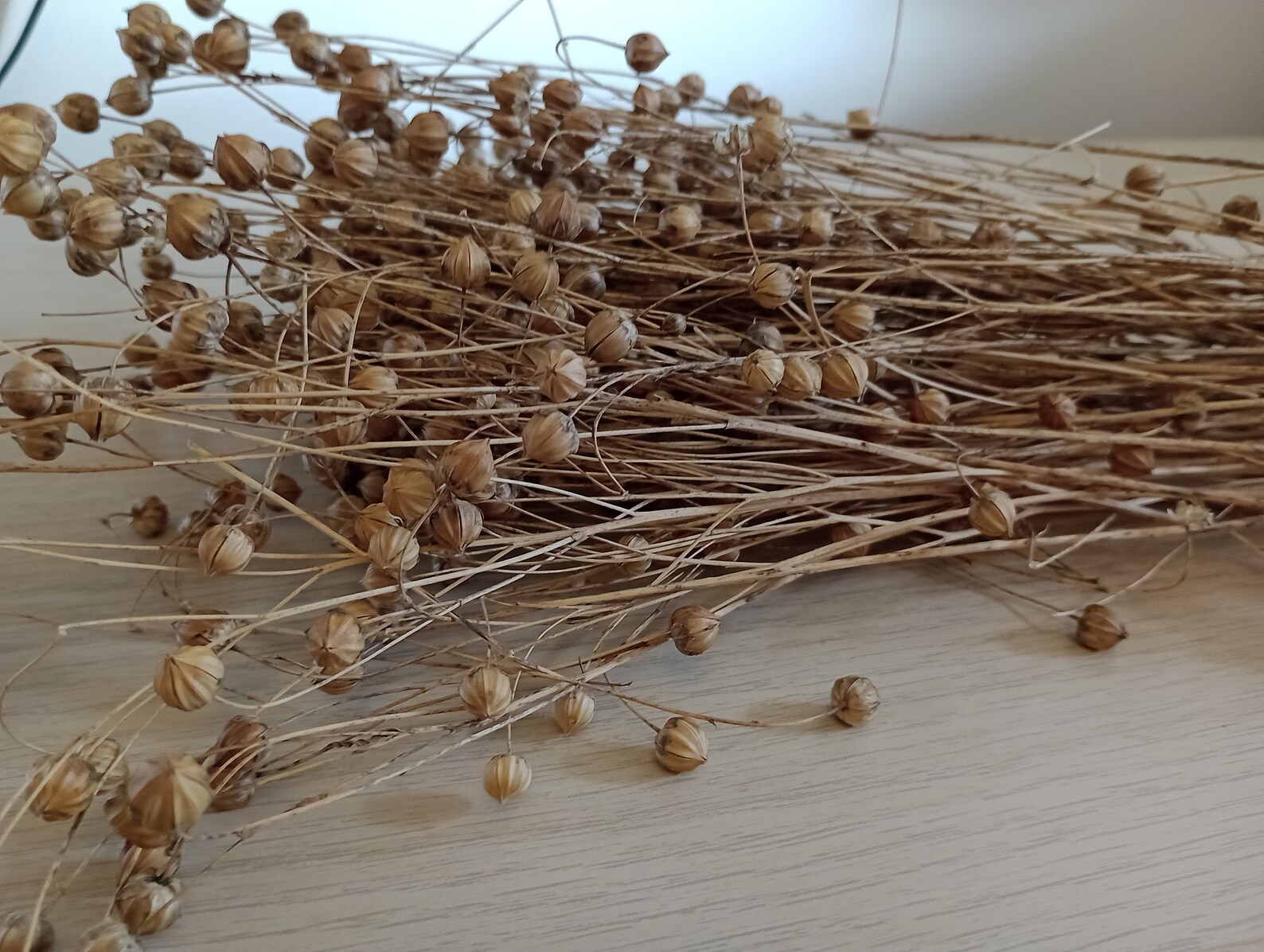 Flax Spray Dried Flax Stems Hamster Flax Bird Flax UK - Etsy
