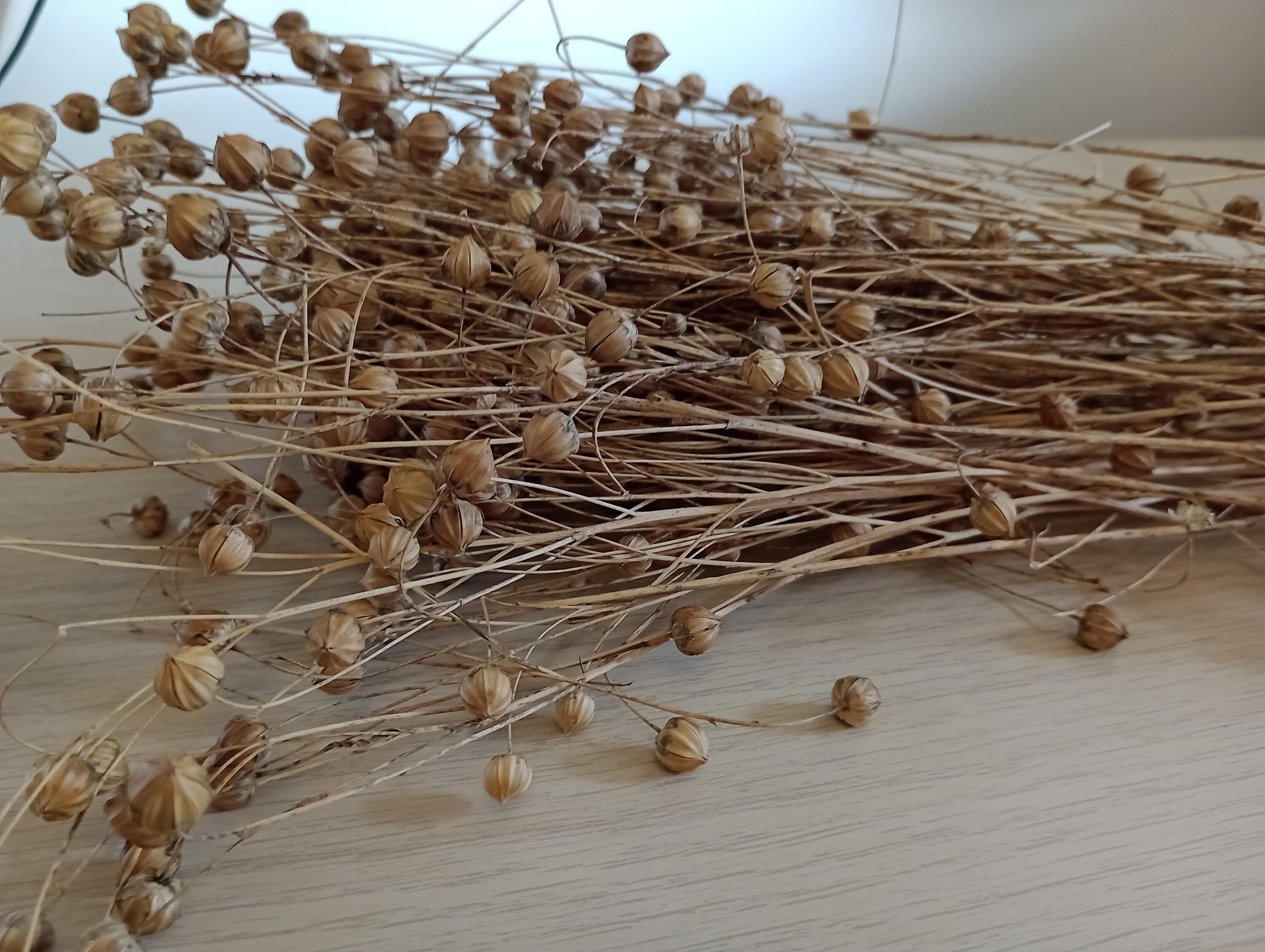 Flax Spray Dried Flax Stems Hamster Flax Bird Flax UK - Etsy UK
