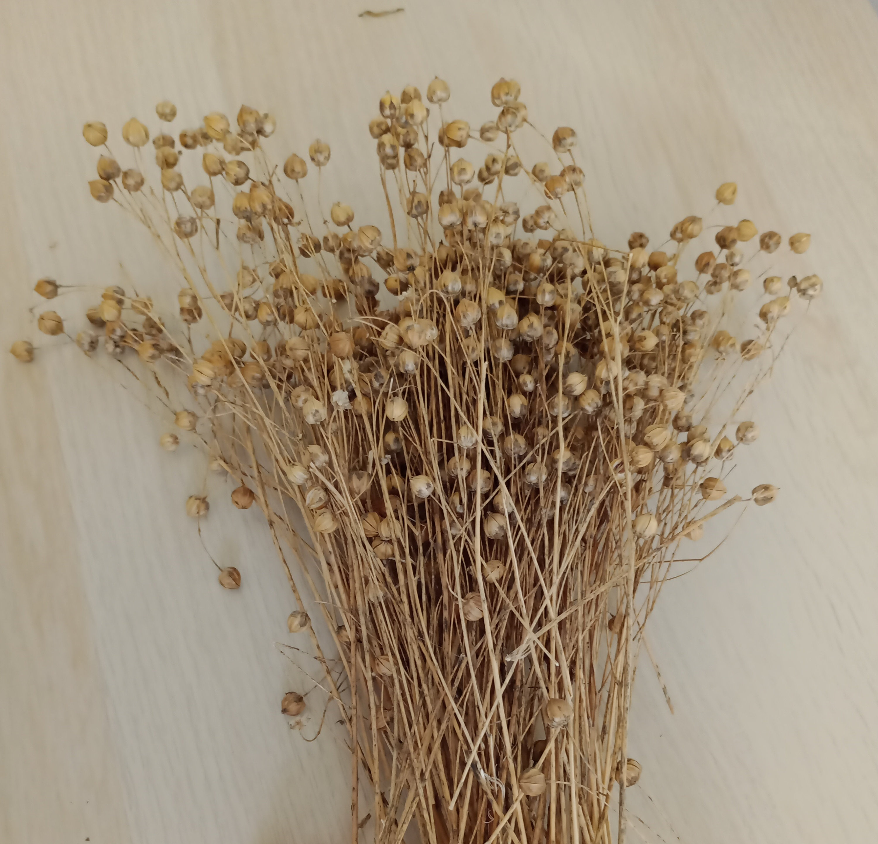 Flax Spray Dried Flax Stems Hamster Flax Bird Flax UK - Etsy