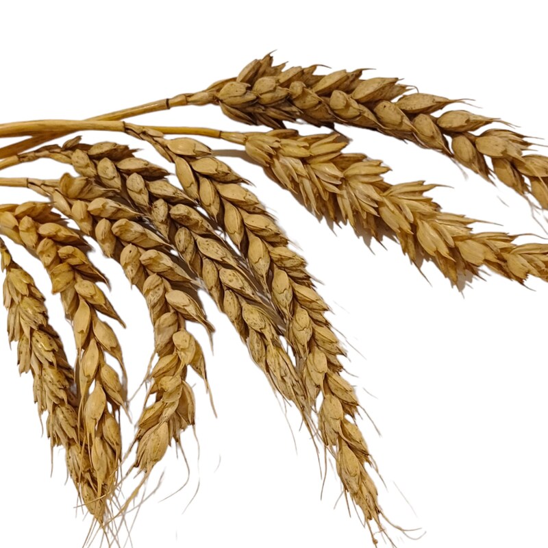 Dried Wheat - Etsy