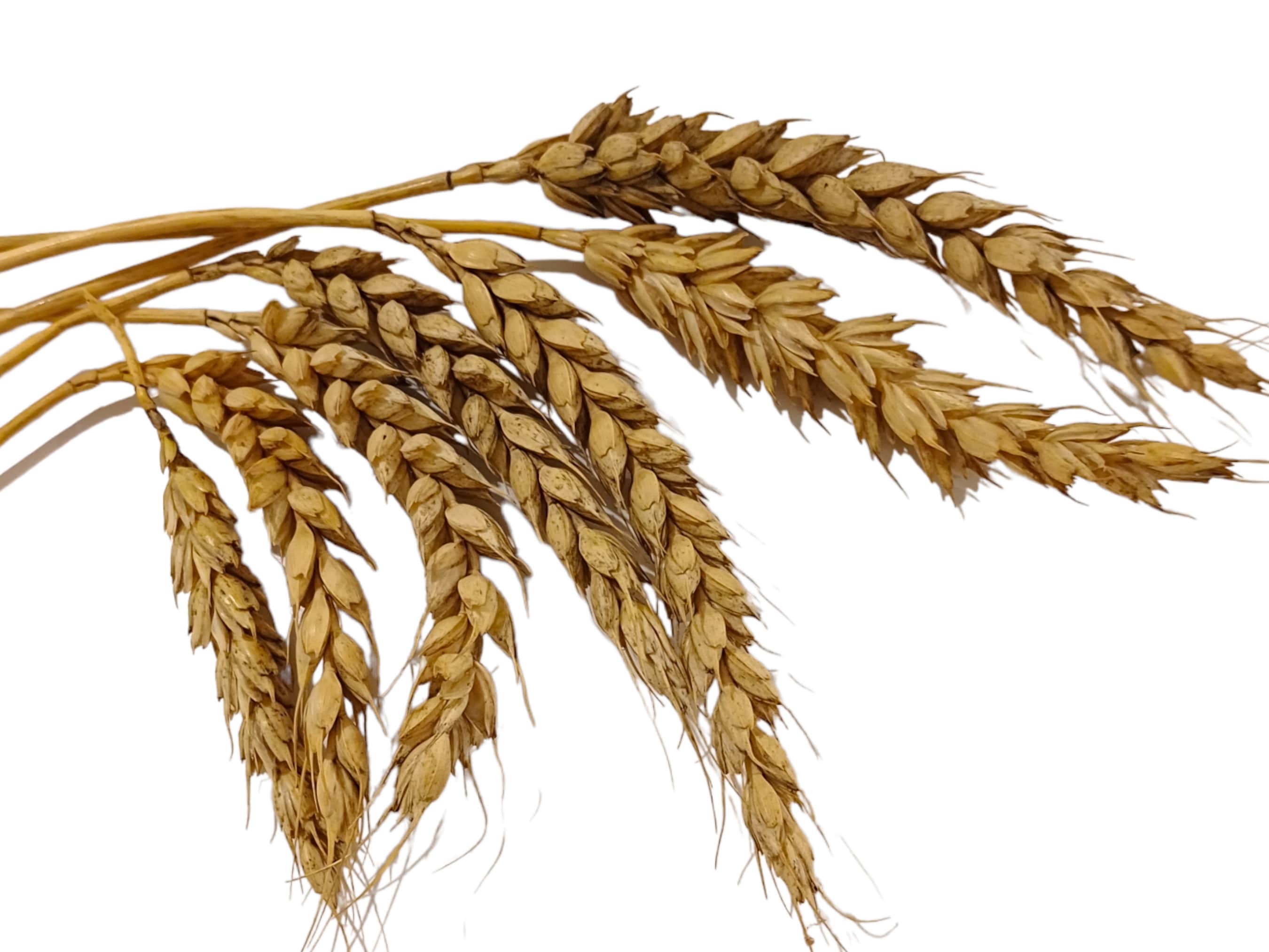 Wheat Spray Treat for Hamsters and Foraging Small Pets Wheat Sprays ...