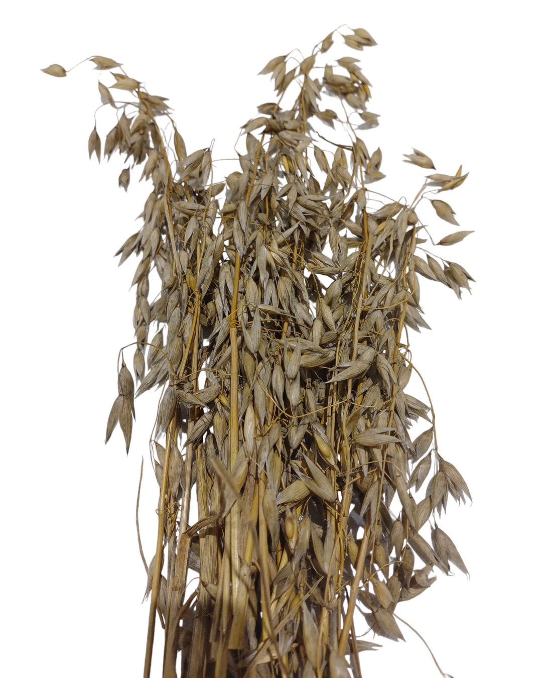 Oat Spray - Treat for Hamsters, Rabbits and Foraging Animals Oat Sprays ...