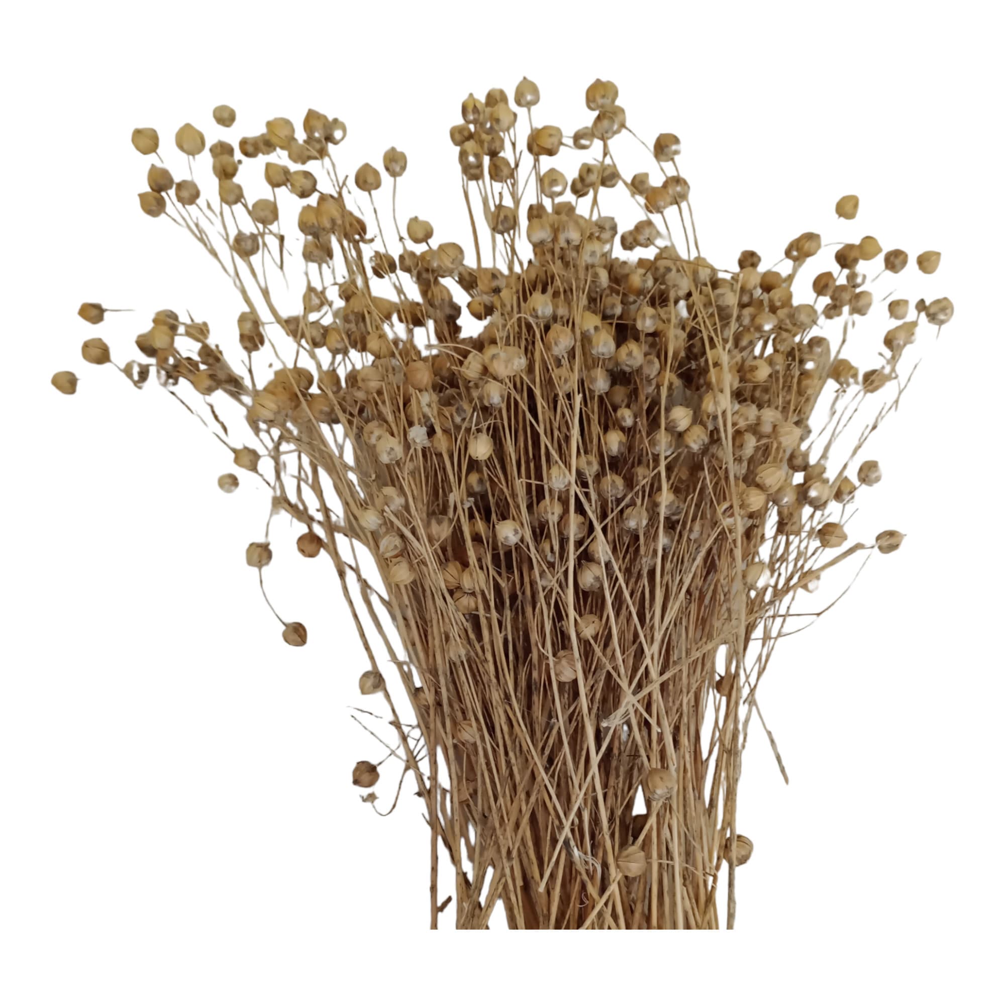 Flax Spray Dried Flax Stems Hamster Flax Bird Flax UK - Etsy