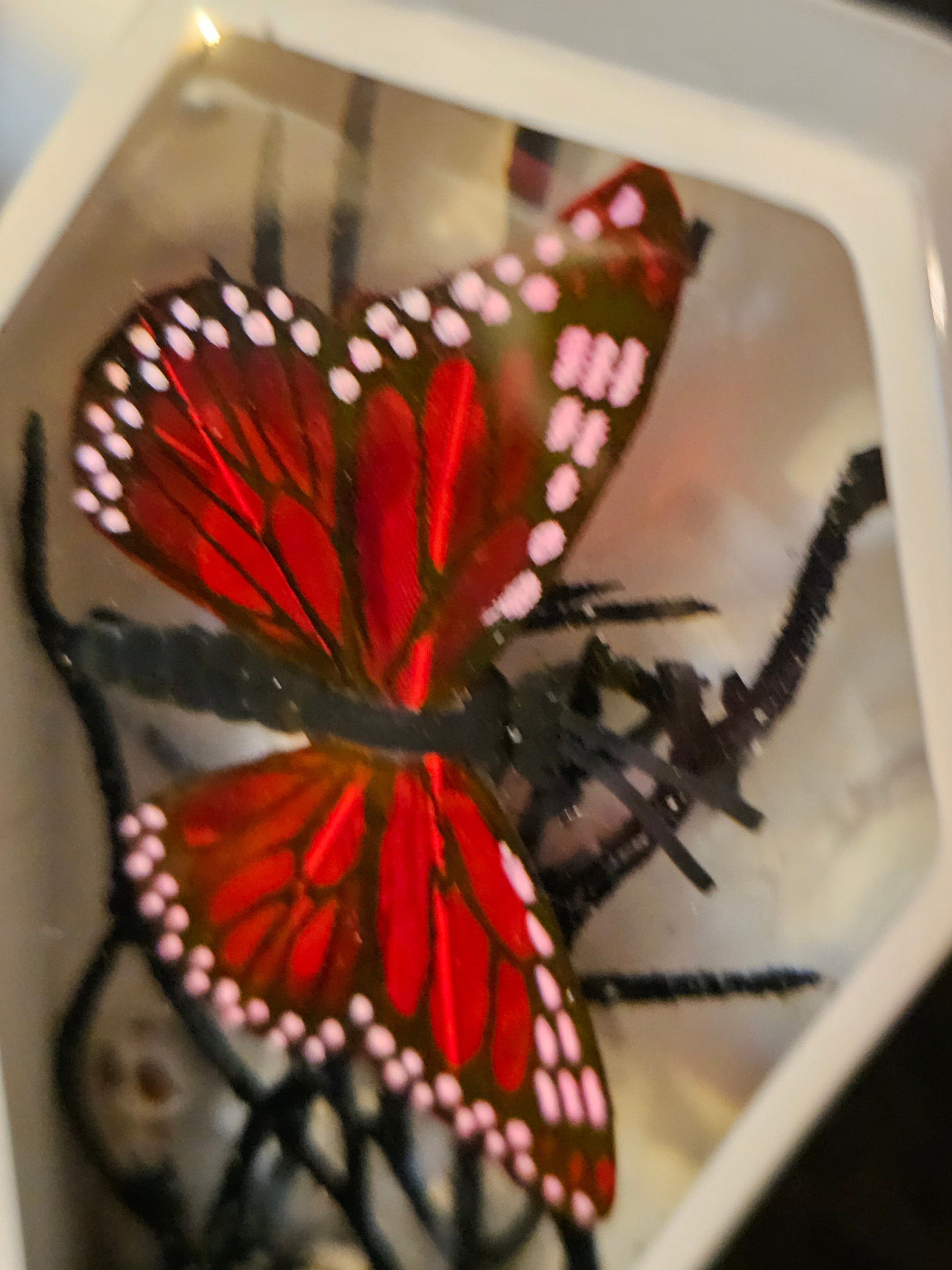 Butterfly Coffin Diorama - Etsy