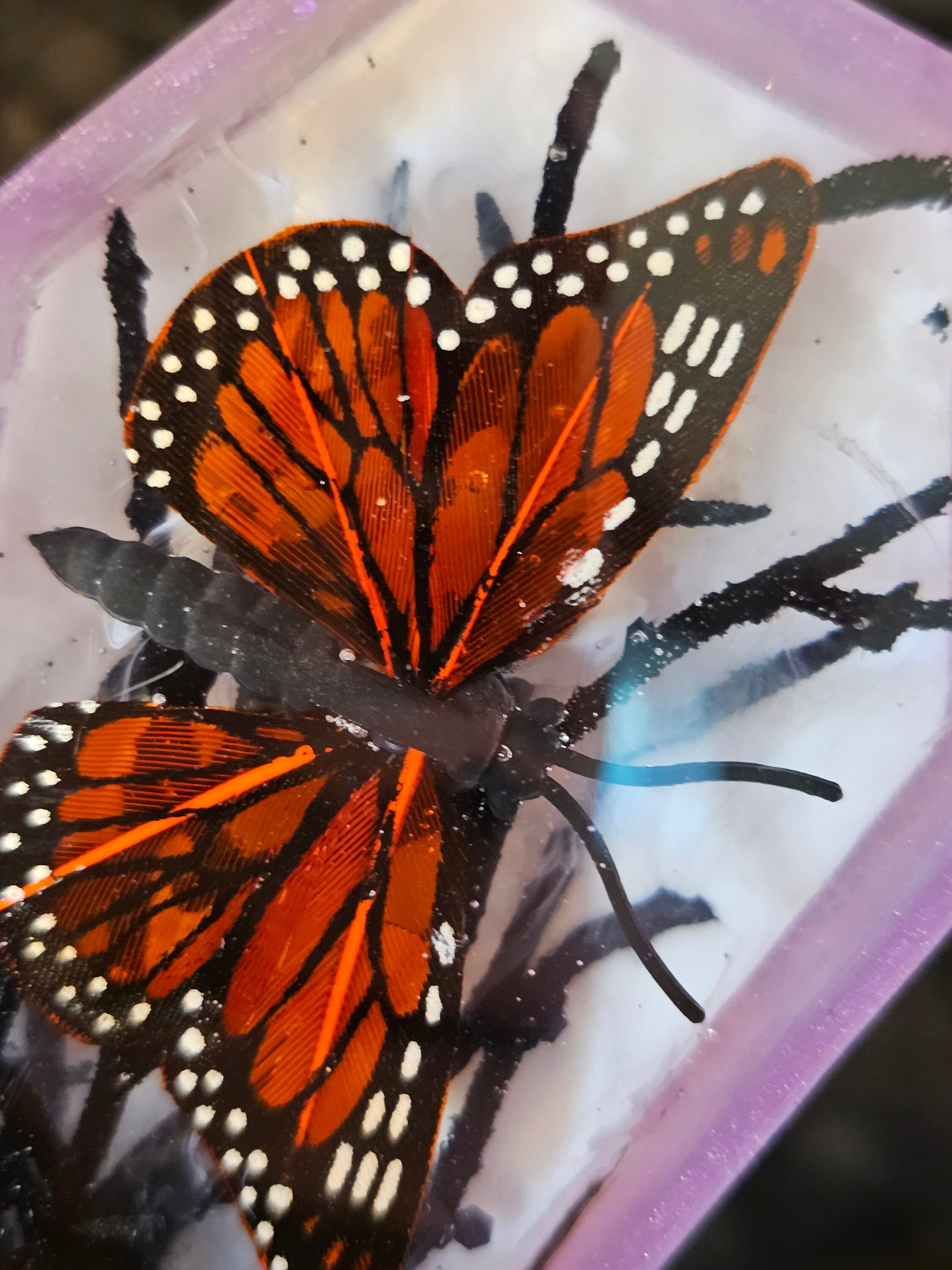 Butterfly Coffin Diorama - Etsy