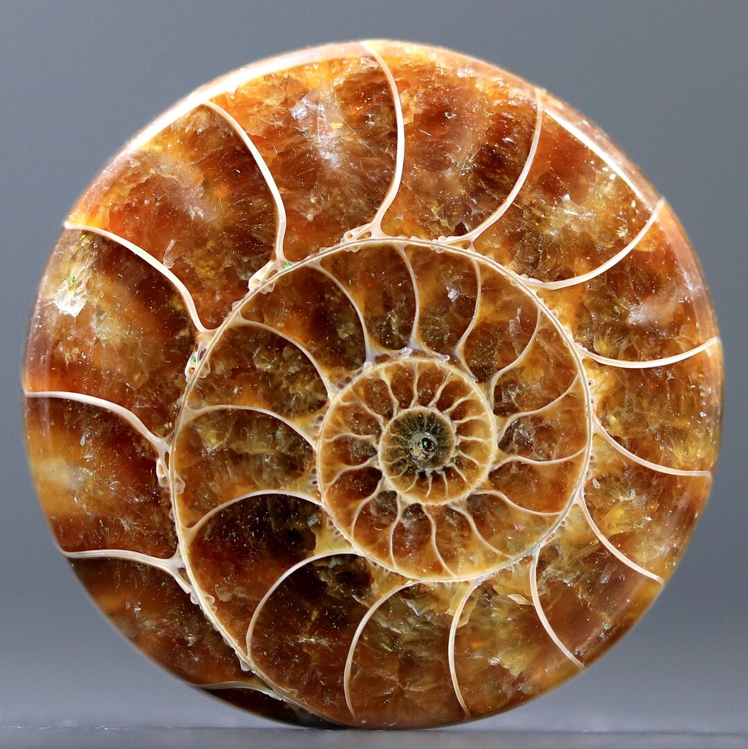 Ammonite Fossil Cabochon Polished Round Stone Sacred Geometry Healing ...