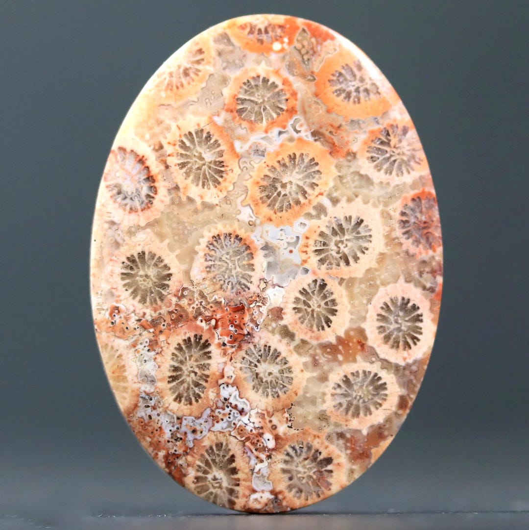 Natural Coral Fossil Cabochon – Unique Organic Stone for Crafting ...