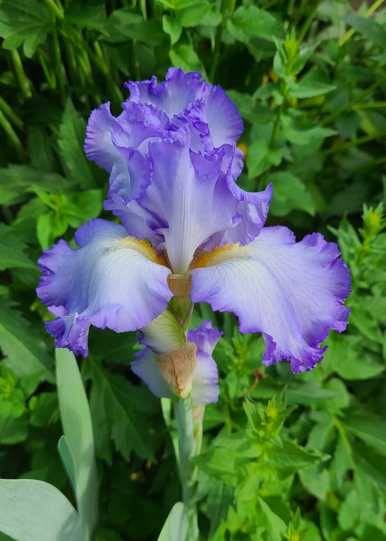 Photograph Reproduction - Blue Iris - Etsy