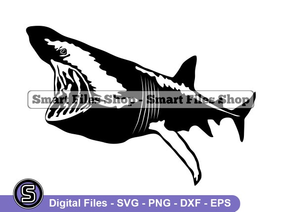 Gif Squalo Elefante Basking Shark Atlantic Hi Res Stock Photography