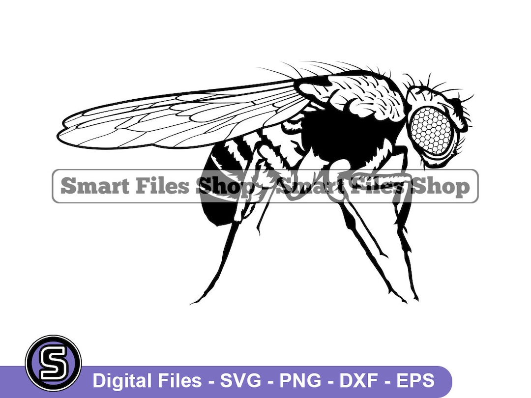 Fruit Fly Svg, Fly Svg, Insect Svg, Fruit Fly Dxf, Fruit Fly Png, Fruit ...